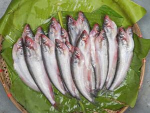 Freshwater fish Pabda, farmed in saline water area with success ...
