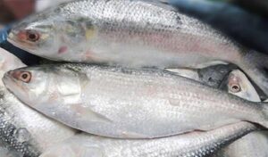 Bangladesh exports fish to 51 countries, leading the Industry | Seafood ...