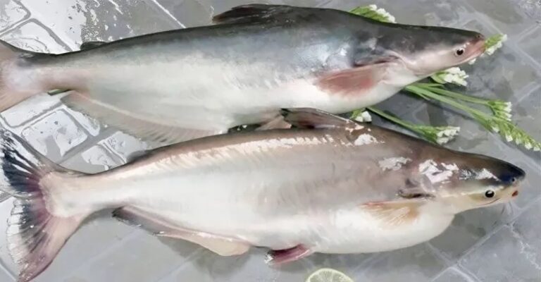 The future of Bangladesh's Pangasius industry – can we rule the global ...