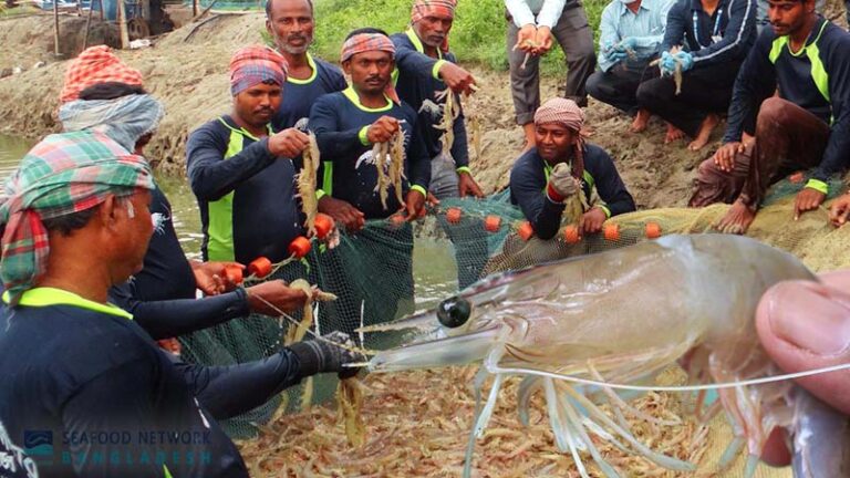 Aquaculture scientists in India sequenced the genome of white shrimp ...