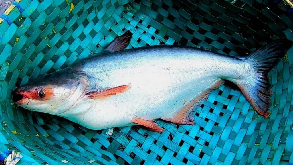 Bangladesh's aquaculture triumph: three leading fish species | Seafood ...