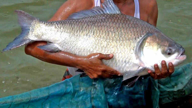 Fish scales: transforming waste into export wealth for Bangladesh ...