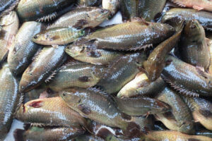 Bangladesh's aquaculture triumph: three leading fish species | Seafood ...