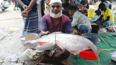 Bangladesh's aquaculture triumph: three leading fish species | Seafood ...