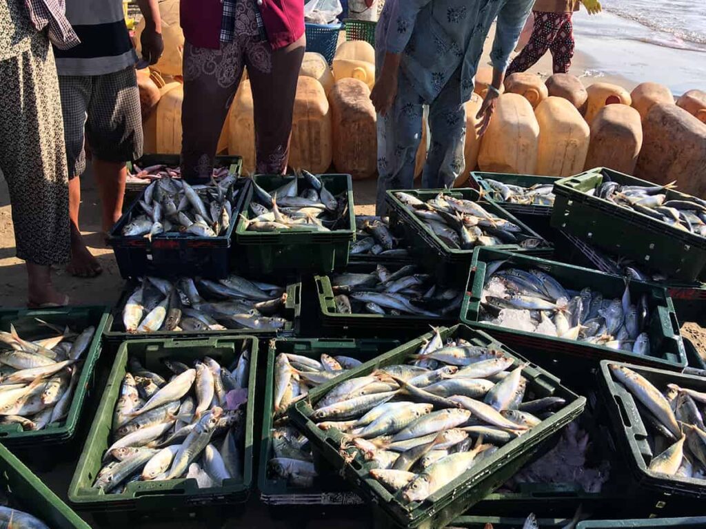 Andhra Pradesh of India, unveils bold plan to foster domestic seafood ...