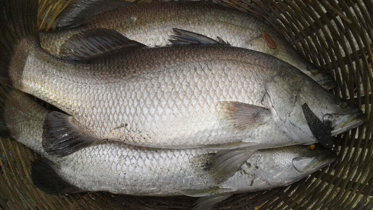 Vetki / Koral fish farming in Bangladesh, opportunities and challenges ...