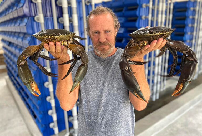 Crabs Alive leads the way in pioneering mud crab farming in Kenya ...