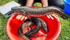 Culture Technique of Snakehead Catfish, Shoal in the Pond | Seafood ...