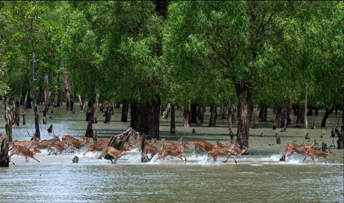 Sundarbans Day: A celebration of love for nature on 14th February ...